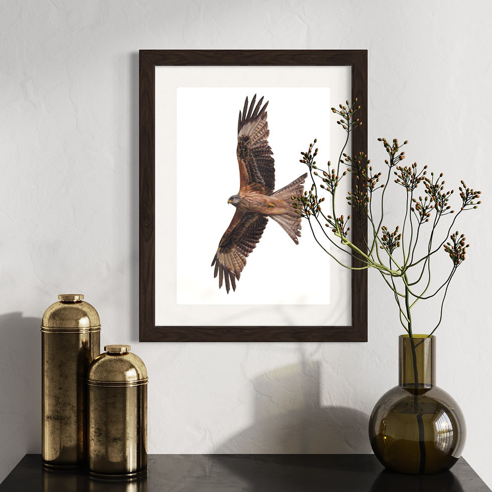 'Red Kite' Limited Edition Print | Claire Milligan Art