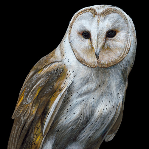 Barn Owl - Limited Edition Print | Claire Milligan Art