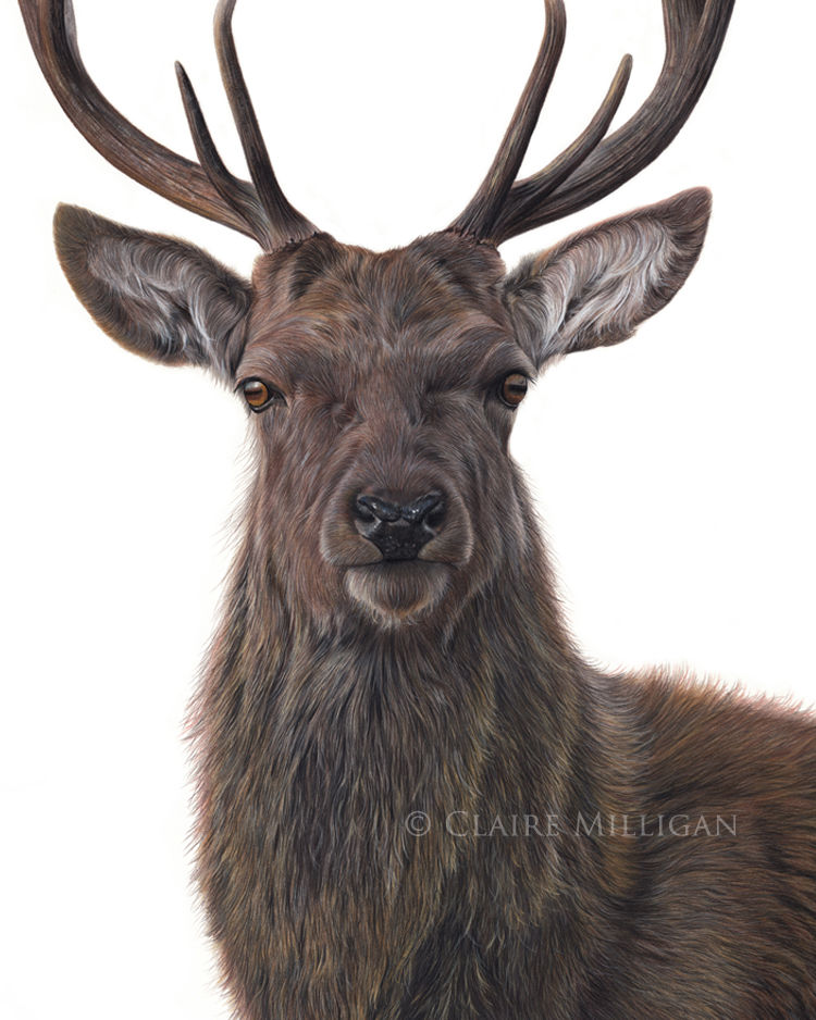 Claire Milligan Artist - Archive Of Old Work