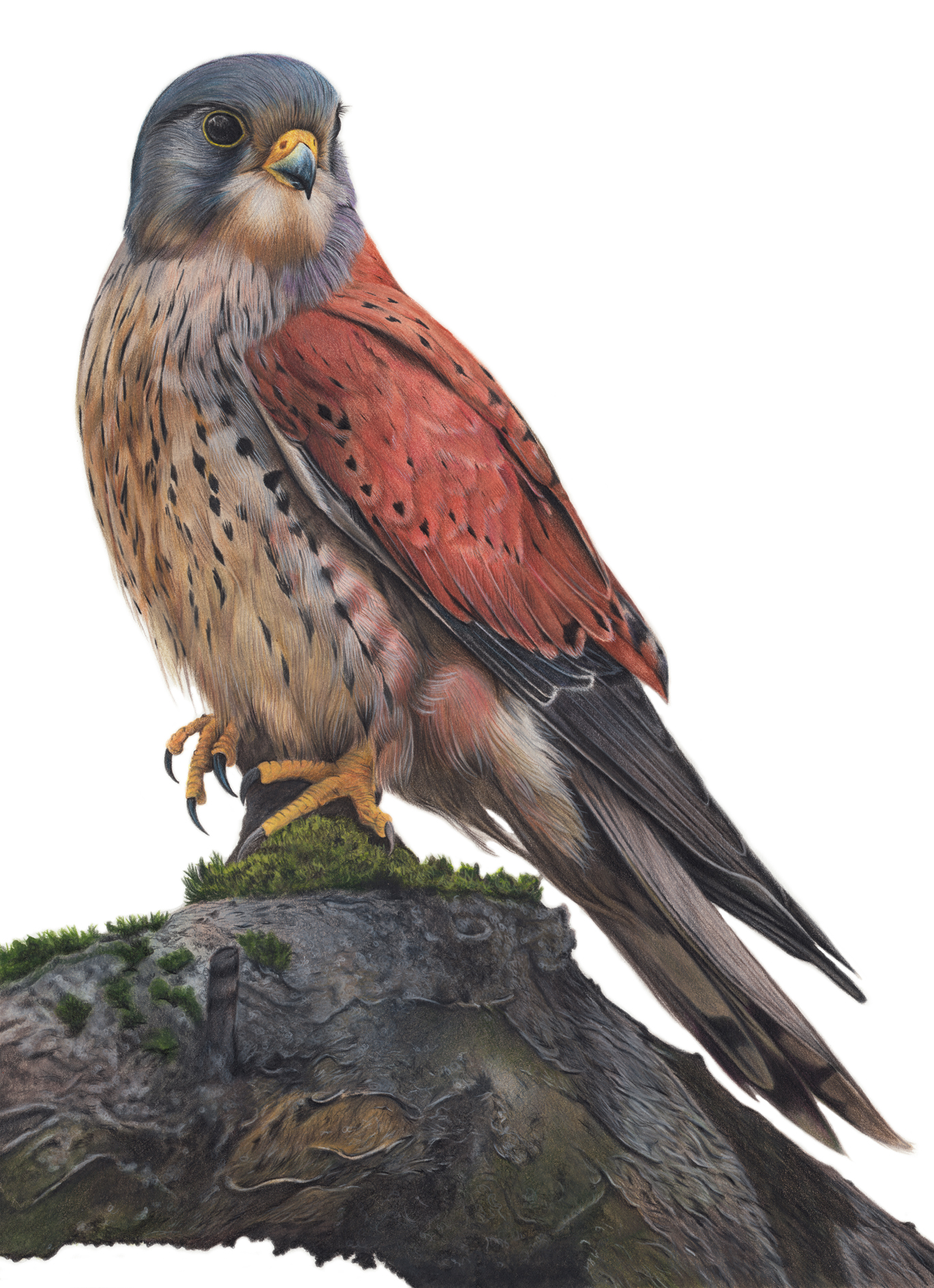 Original Drawing Kestrel Colored Pencil Drawing & Illustration etna.com.pe