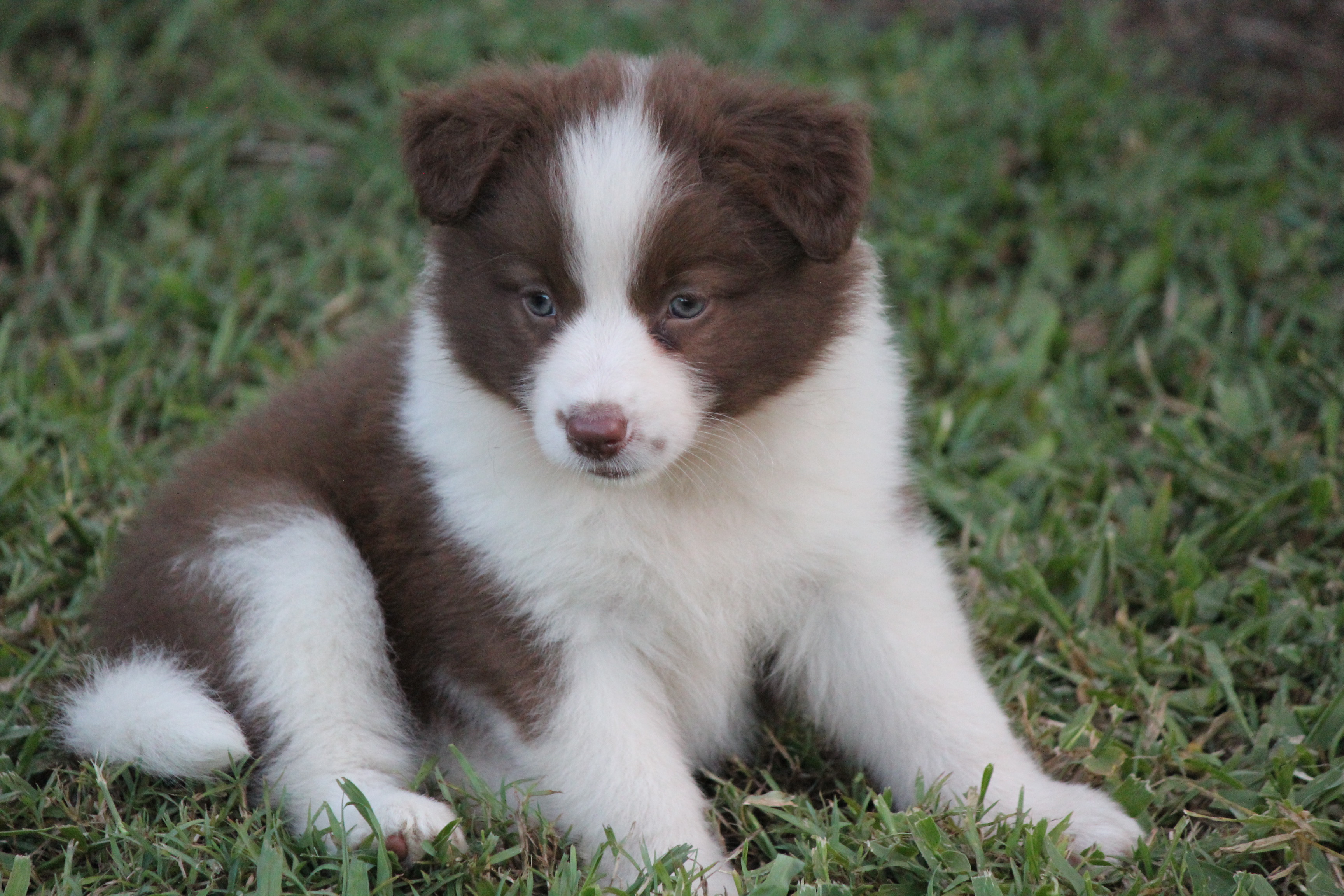Borderstrand Border Collie Breeders