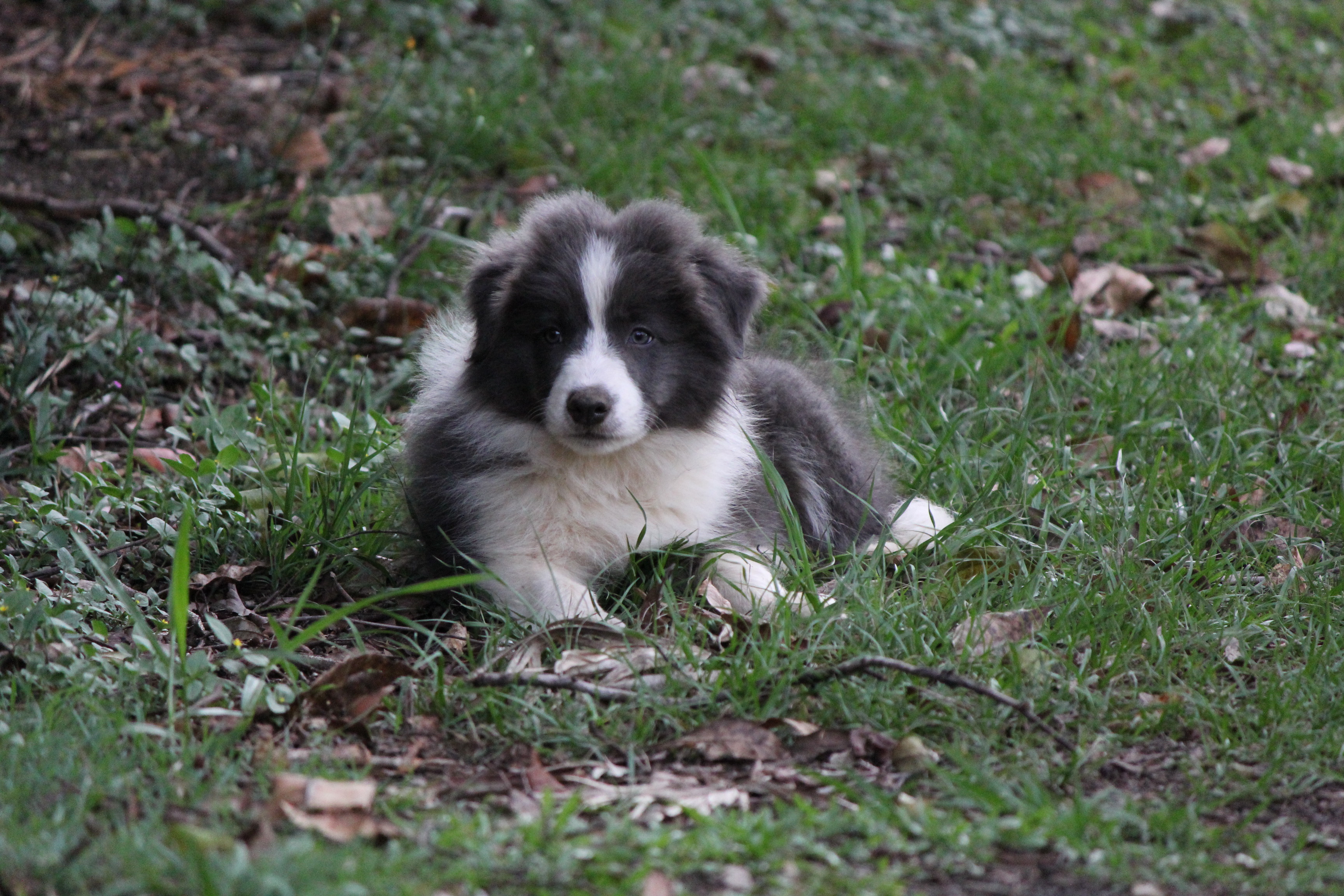 Pedigree Border Collie Breeders | Borderstrand Border Collies | Wolvi