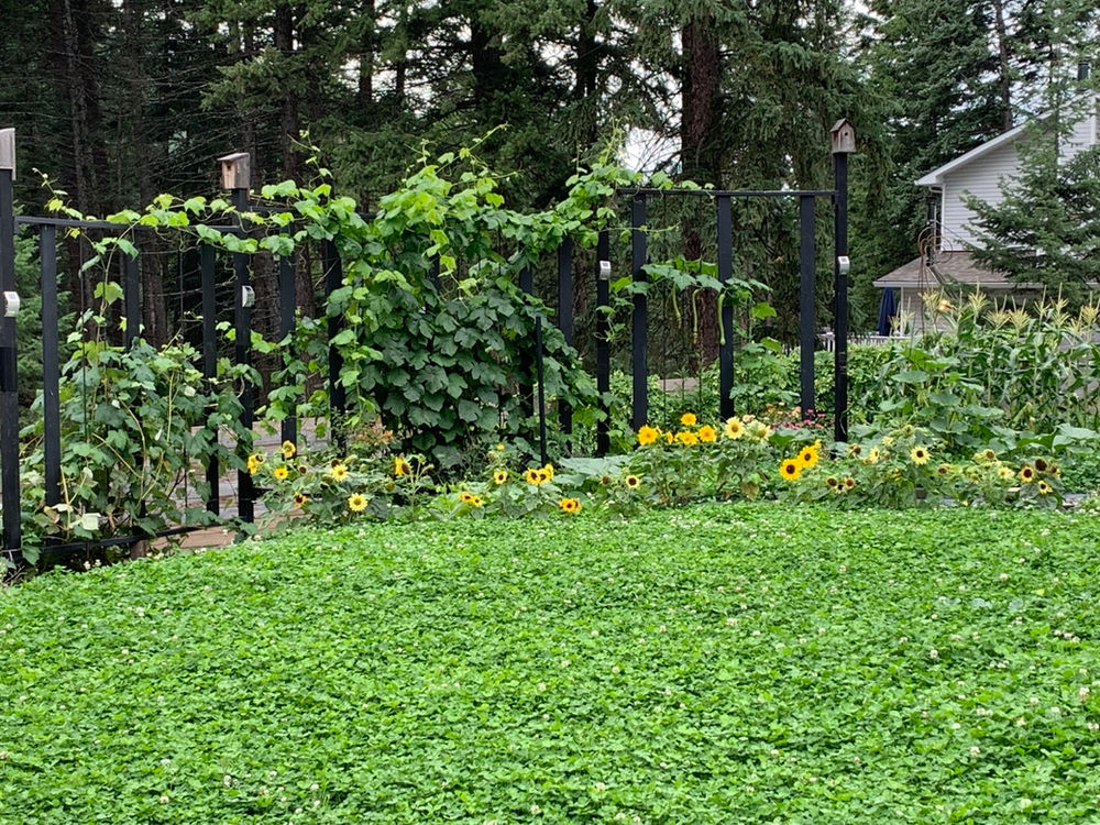 Clover Lawn - Why you want one & what not to do!