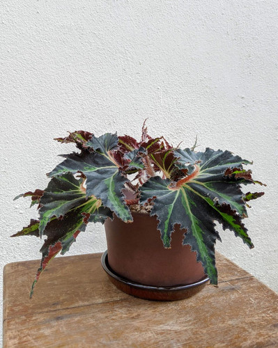 Begonia Break Dance (Matias) | Ohsum Mossum