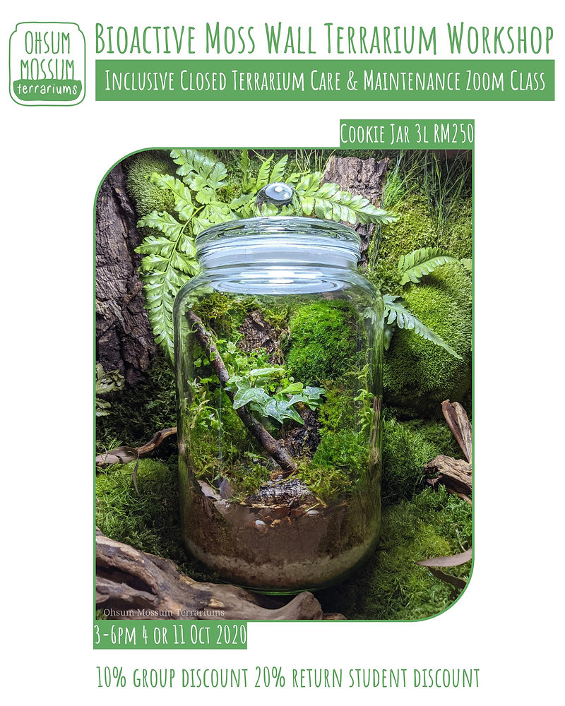 4 or 11 October 20: Bioactive Moss Wall Terrarium Workshop
