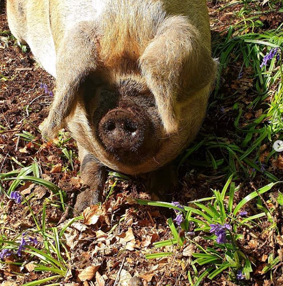 Pigs in the Wood - Pig Sanctuary - Huddersfield