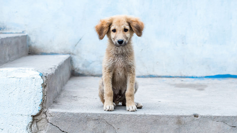 Paw Rescue & Adoption