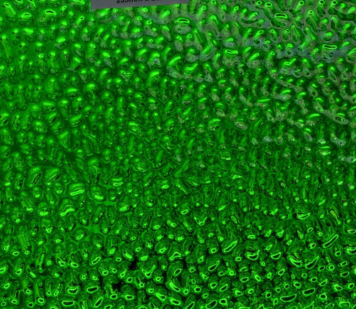 Spanish Green Legacy | Axess Glass Products