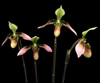 HP595 Paph. appletonianum var. hainanense | hvsite