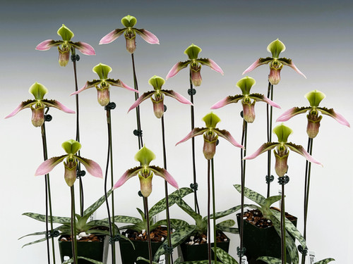 HP595 Paph. appletonianum var. hainanense | hvsite