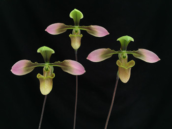 HP259 Paph. appletonianum | hvsite