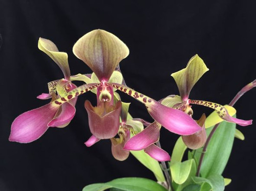 HP515 Paph. lowii | hvsite