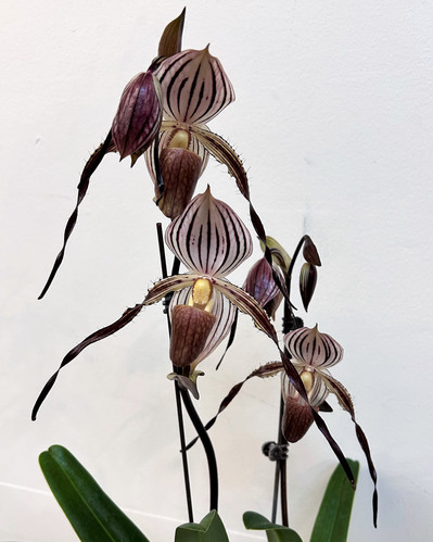 HP349c Paph. Vera Pellechia | hvsite