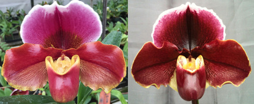 HP507 Paph. Mount Saint Helens | hvsite