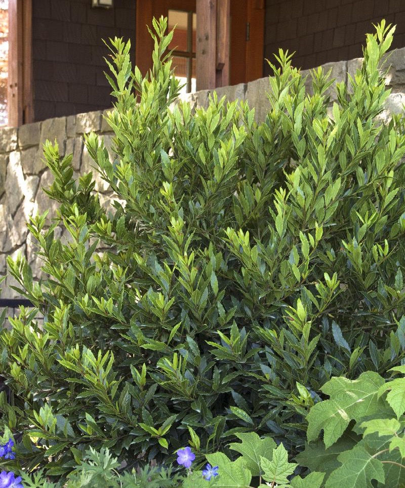 8 Trees That Will Fit In Any Garden