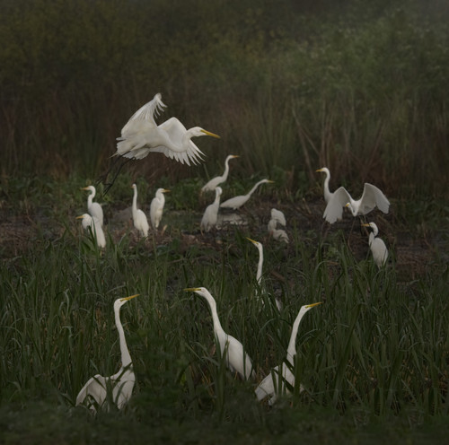 Garden of Egrets | SW Photography