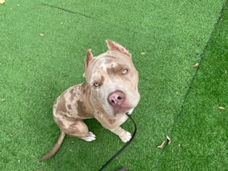 BRADENTON FLORIDA | Top Tier K9