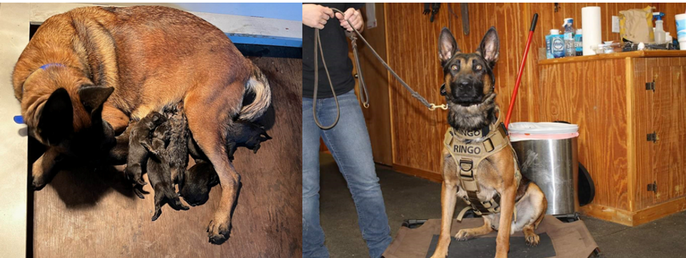 2023 Foundation Dog® Development Competition