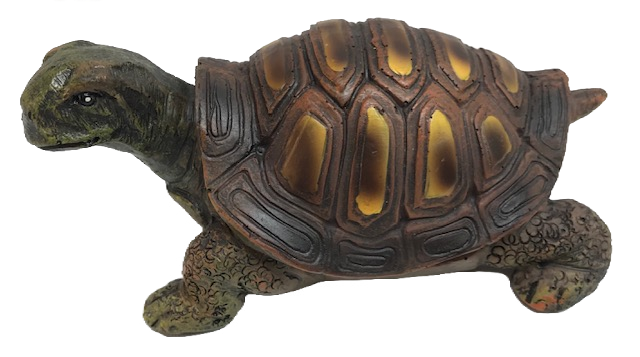 All About Animals I Frog/Turtle