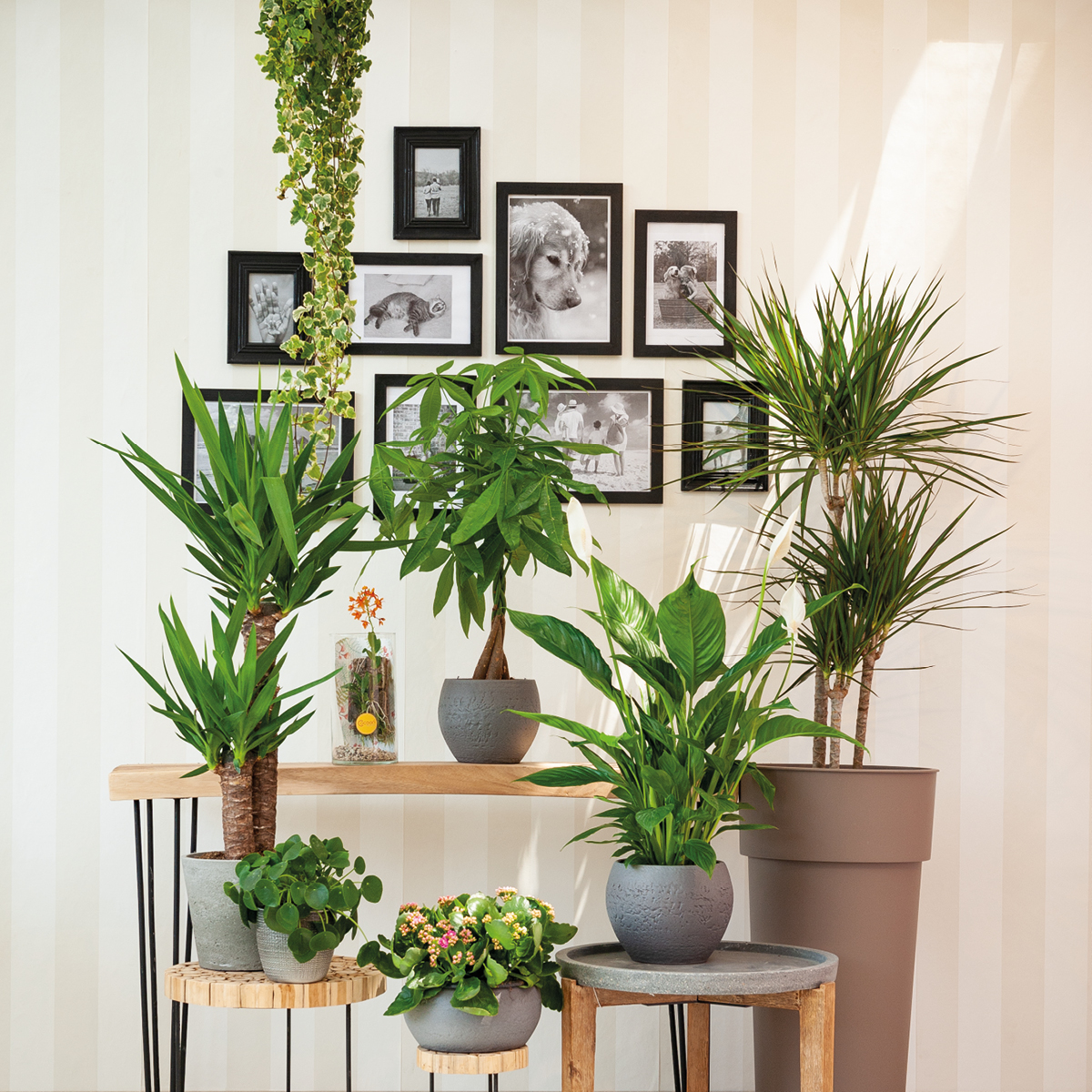 Giardinaggio | Brescia | Florarici Garden Store