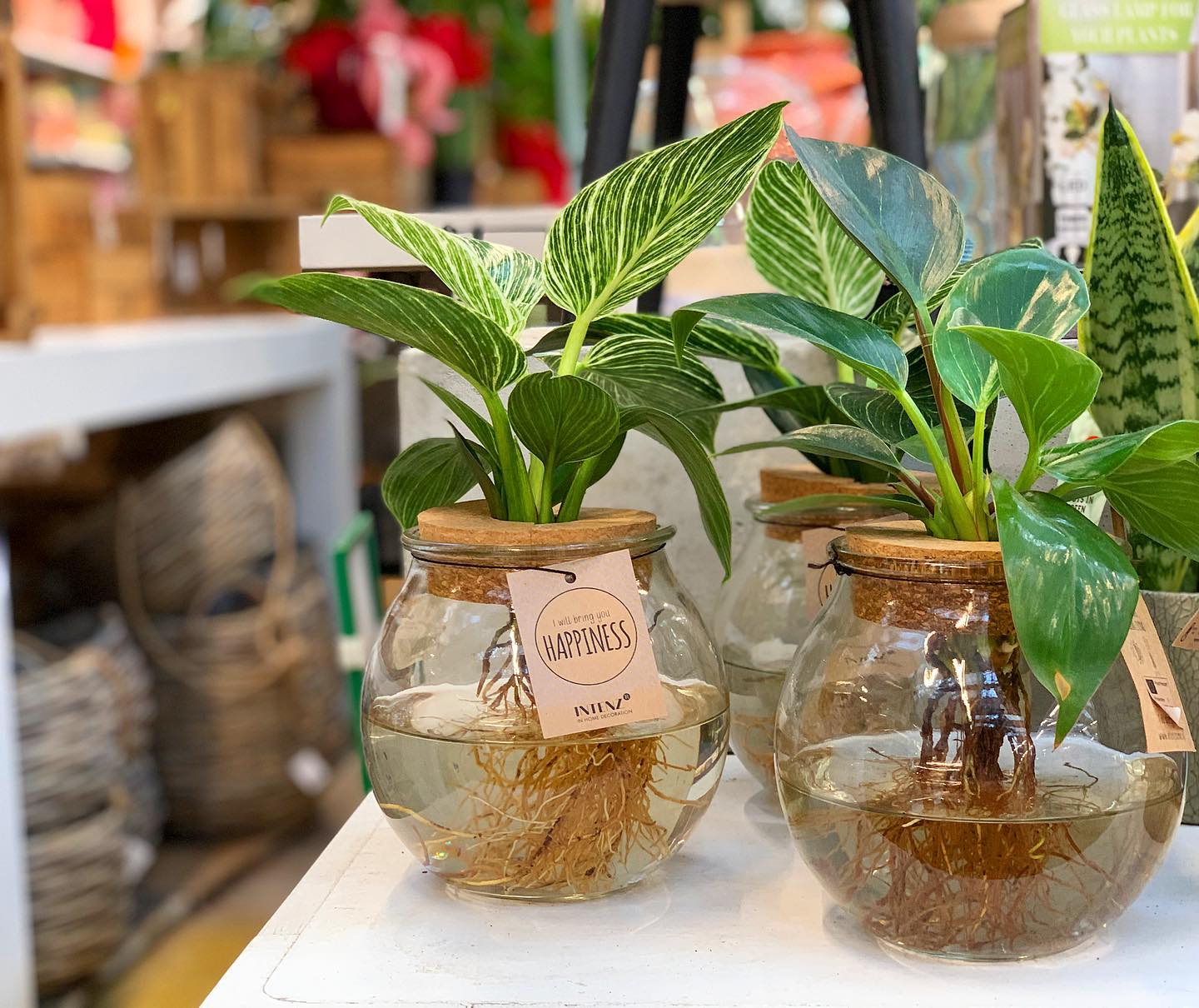 Giardinaggio | Brescia | Florarici Garden Store