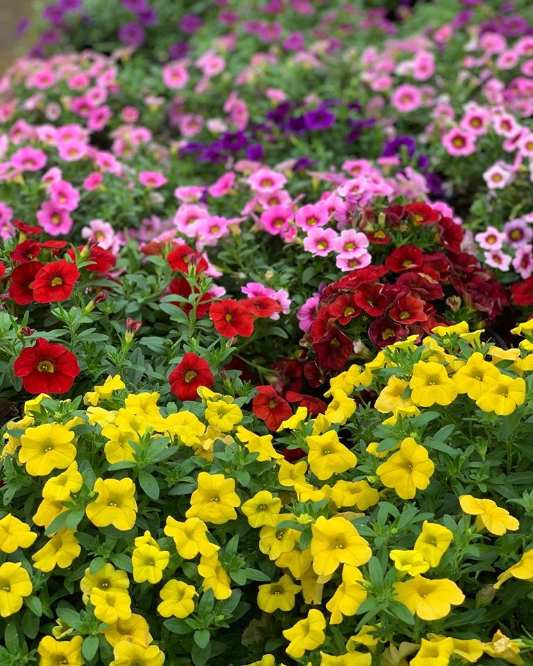 Giardinaggio | Brescia | Florarici Garden Store