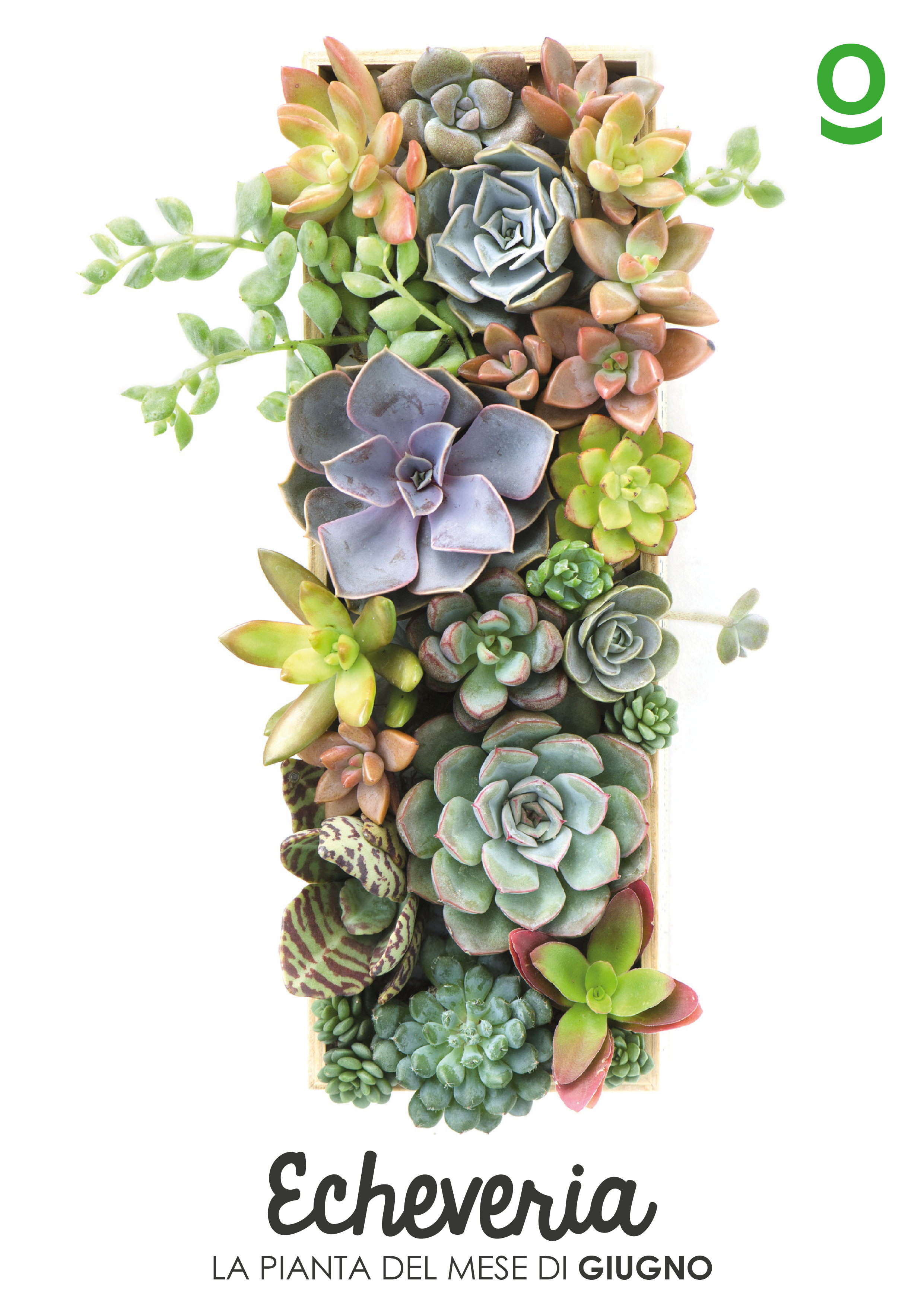 Giardinaggio | Brescia | Florarici Garden Store