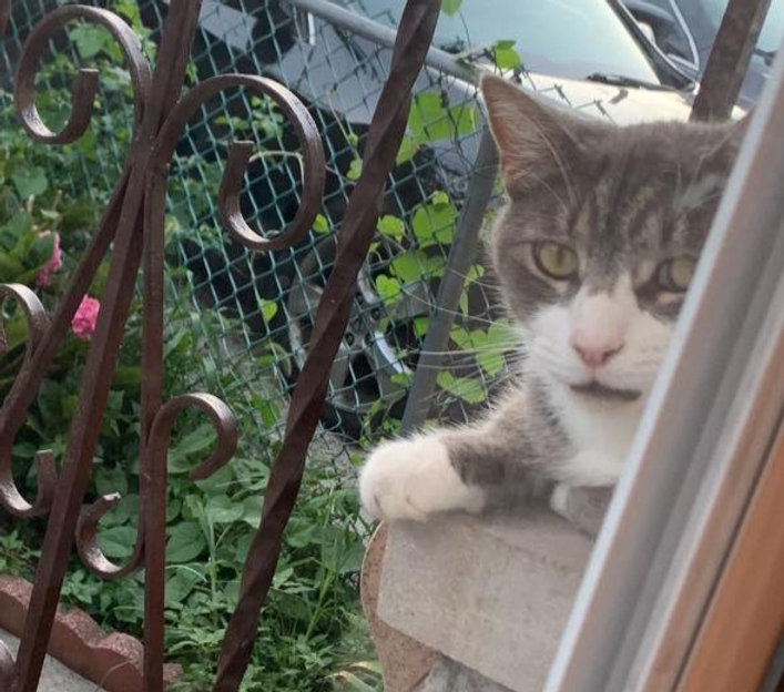 Feeding cats in Old Bridge?