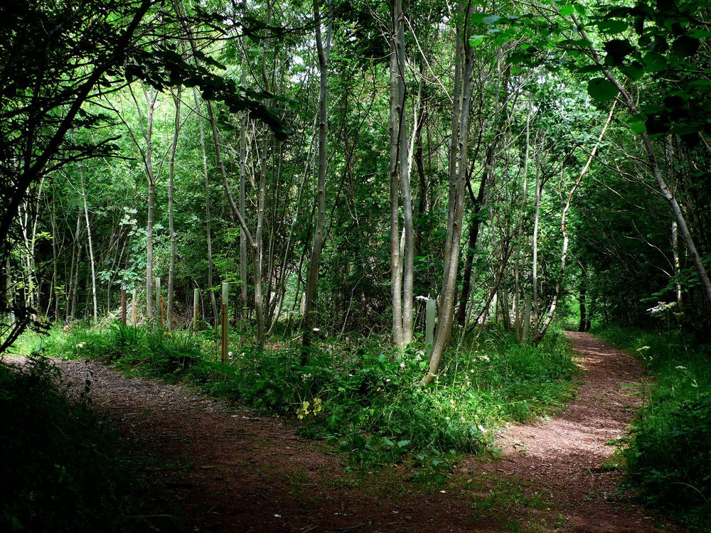 Psalm 1 The Ever present Two Paths