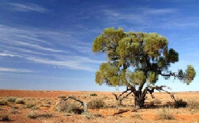 1 Kings 19:4-8 - Death under a Juniper tree