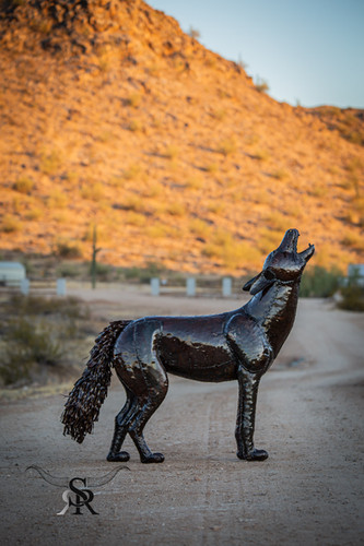 COYOTE | Steel Ranch USA