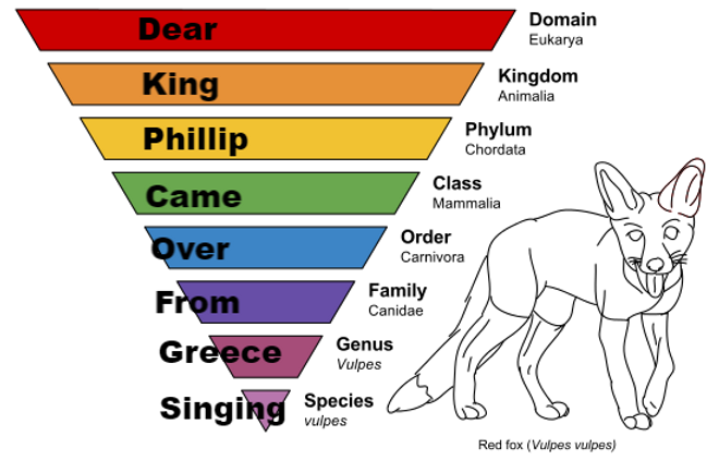What am I? Taxonomic Ranking Explained