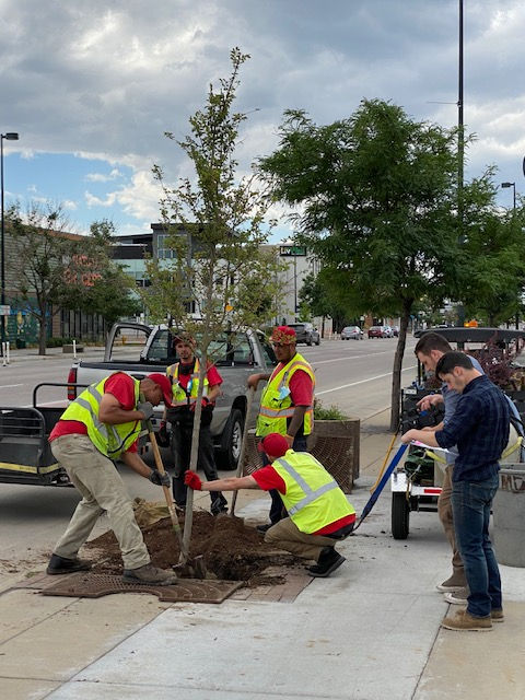 Street Tree Program - A Day of Planting