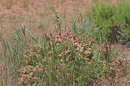 Spiny Hopsage (Grayia spinosa) | Premier Seed Company