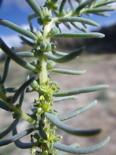 Bush Seepweed (Suaeda nigra) | Premier Seed Company