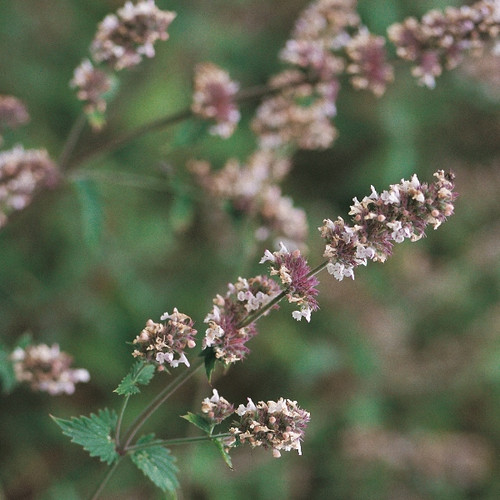 Catnip | Welsh Herbs