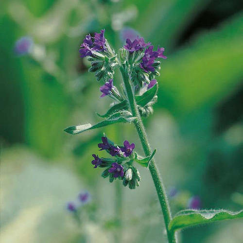 Alkanet | Welsh Herbs