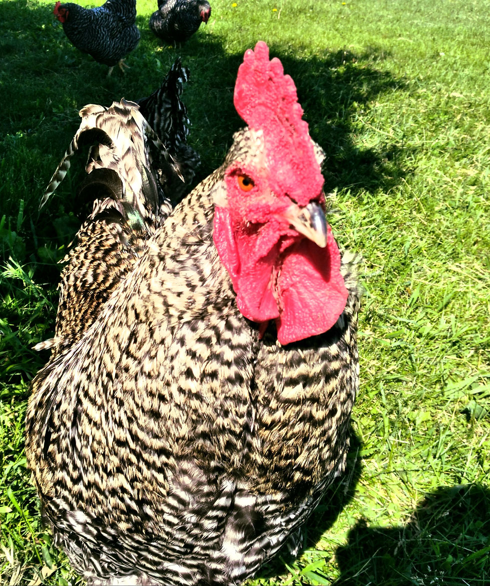 Home | Todd Family Farm