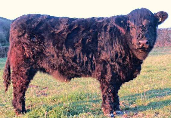 Ynysfor Welsh Black Cattle