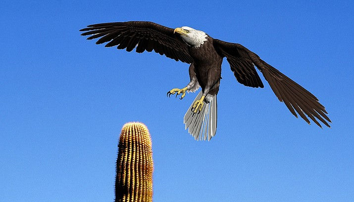 The Bald and Golden Eagle Protection Act is Waived for Border Wall