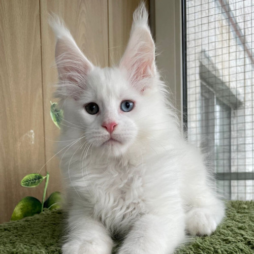 772 Martin (R) Maine Coon male kitten | Kittens Up