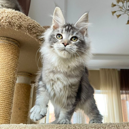 270 Jerome (R) Maine Coon male kitten | Kittens Up