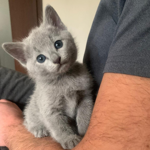 113 Tika (PL) purebred Russian blue female kitten | Kittens Up