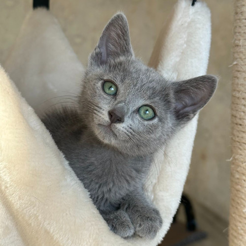 040 Roman (ML) purebred Russian blue male kitten | Kittens Up