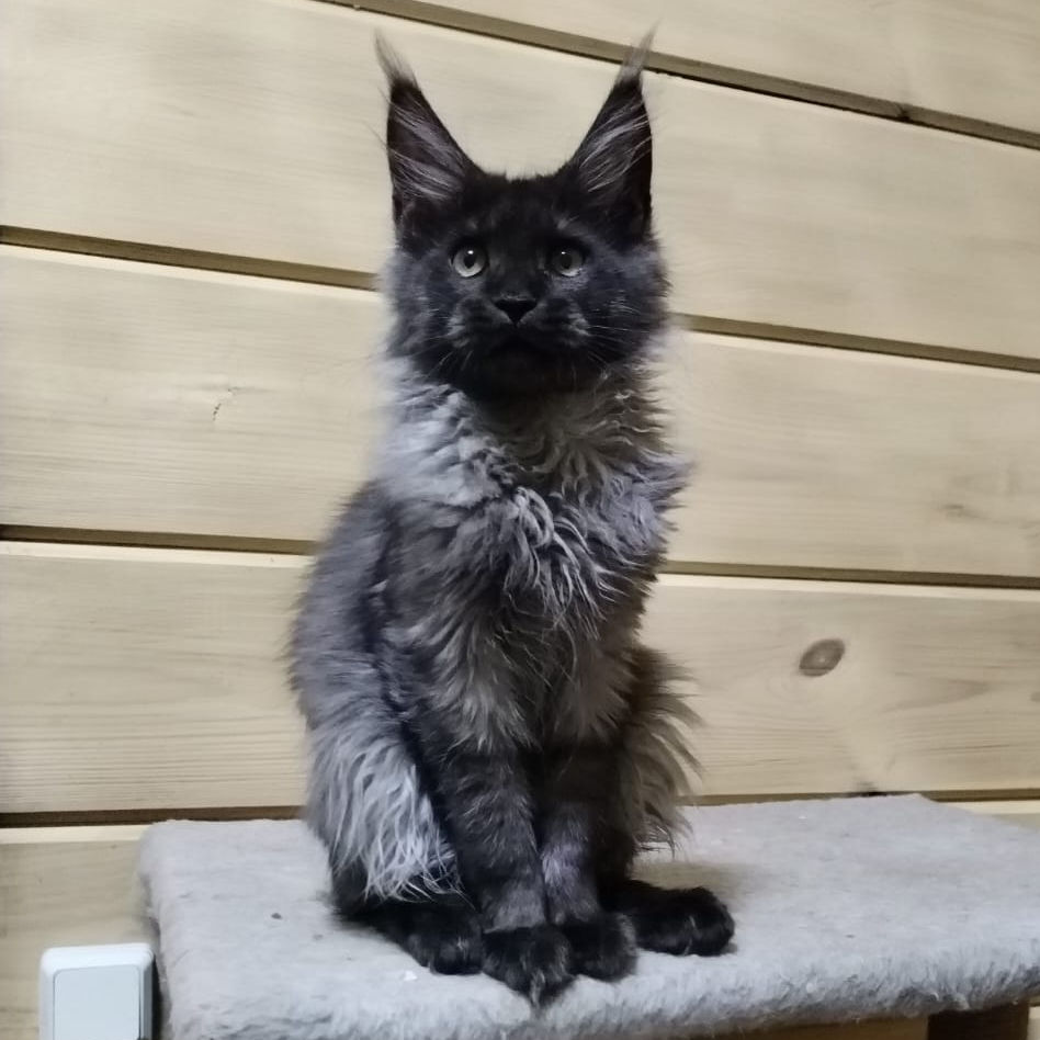 1400 Ilyusha (R) Maine Coon male kitten | Kittens Up