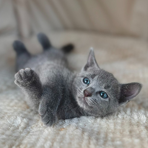 357 Helen (PL) purebred Russian blue female kitten | Kittens Up