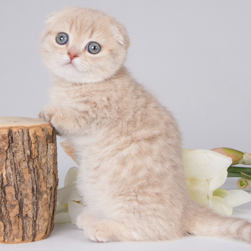 169 Hitklif (U) Munchkin shorthair male kitten | Kittens Up