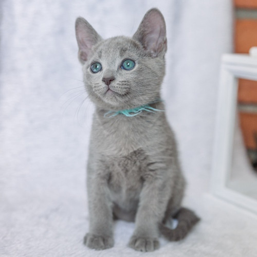 226 Prince (R) purebred Russian blue male kitten | Kittens Up