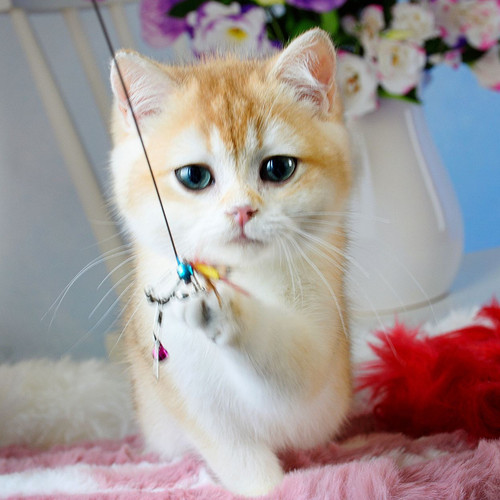 324 Jessica (U) British shorthair female kitten | Kittens Up