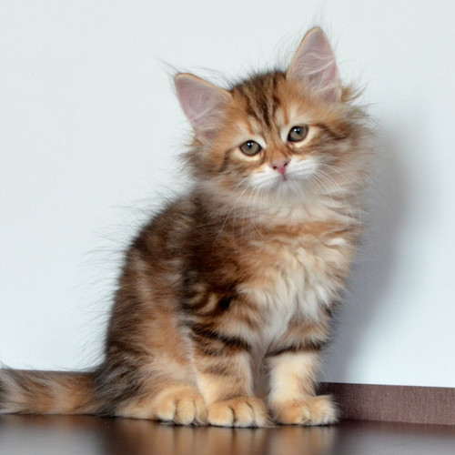 423 Percy (U) Siberian male kitten | Kittens Up